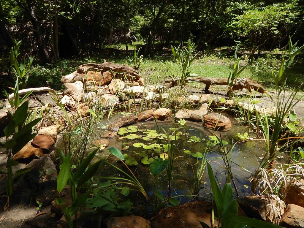bassin - Jungle Park Adventure