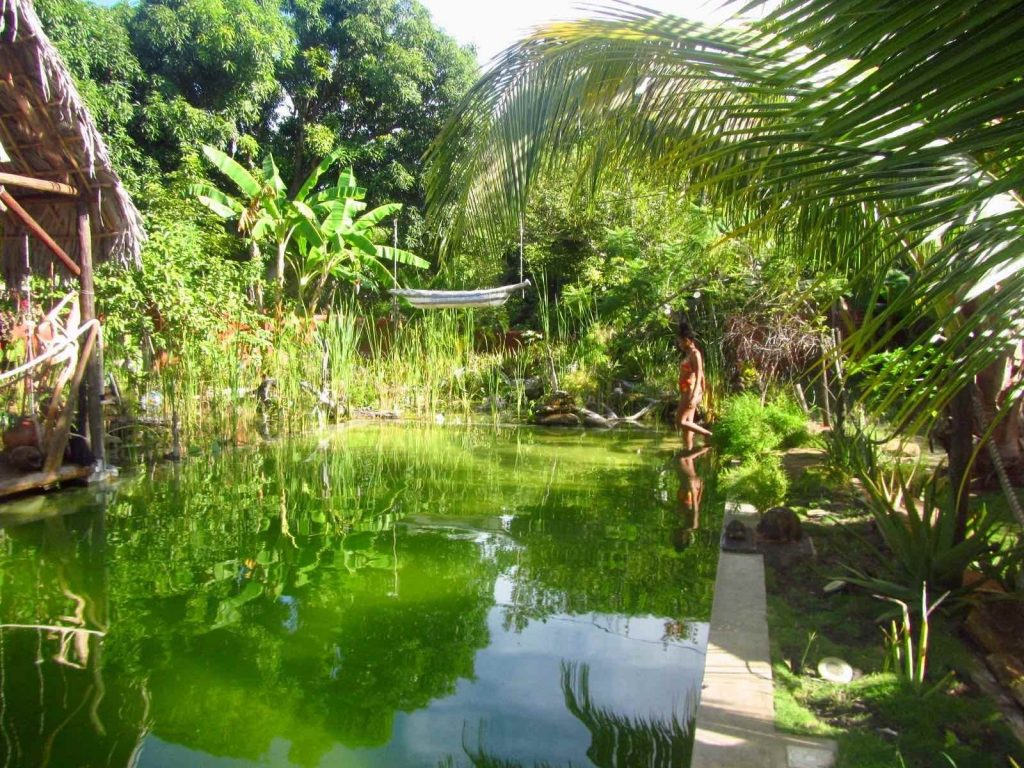 Jungle Pool - Jungle Park Adventure